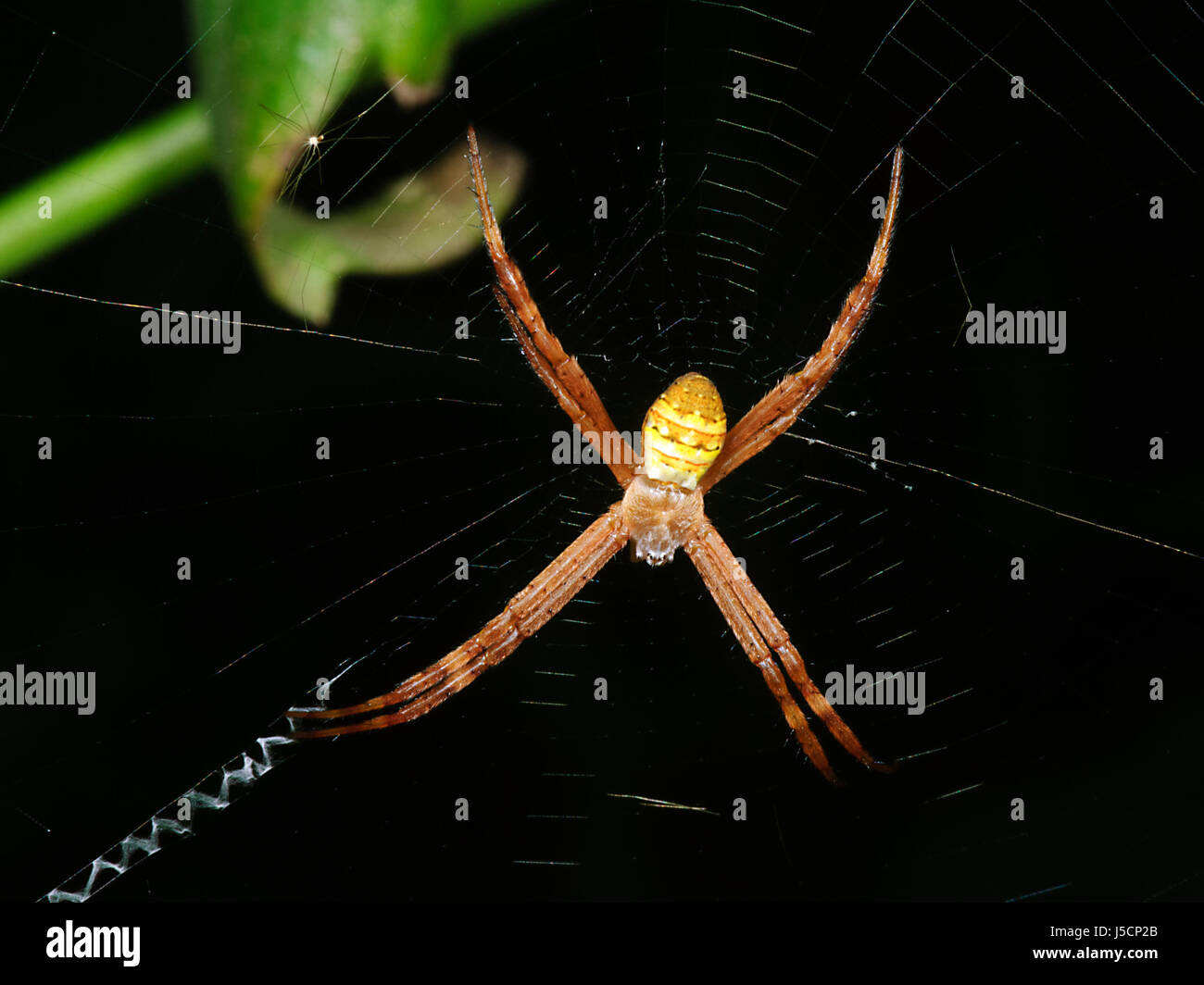 St Andrew's Cross Spider (Argiope keyserlingi), New South Wales ...