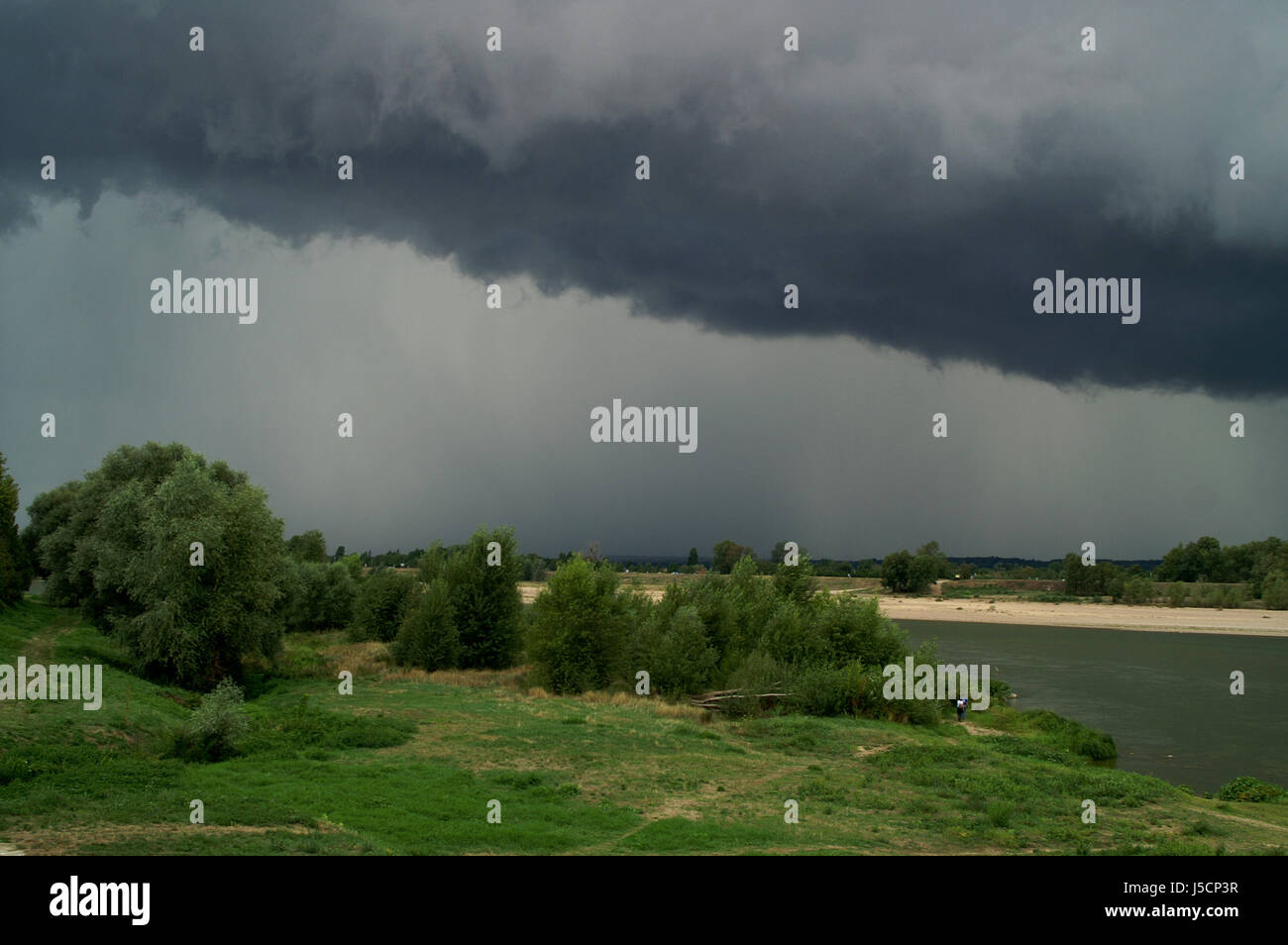 humans human beings people folk persons human human being tree trees ...