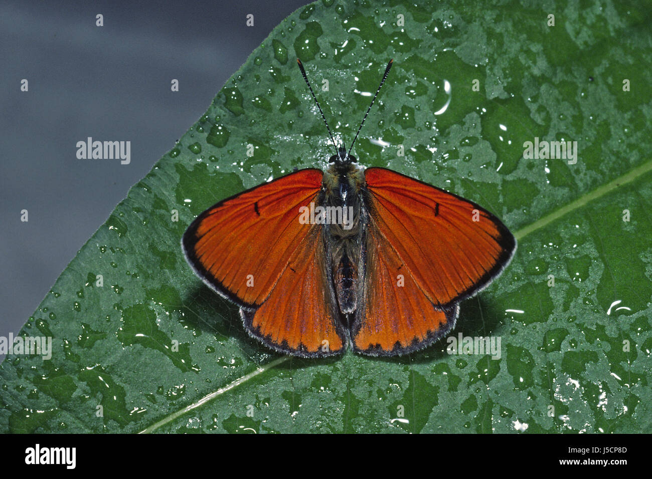 lycaena dispar,large copper Stock Photo - Alamy
