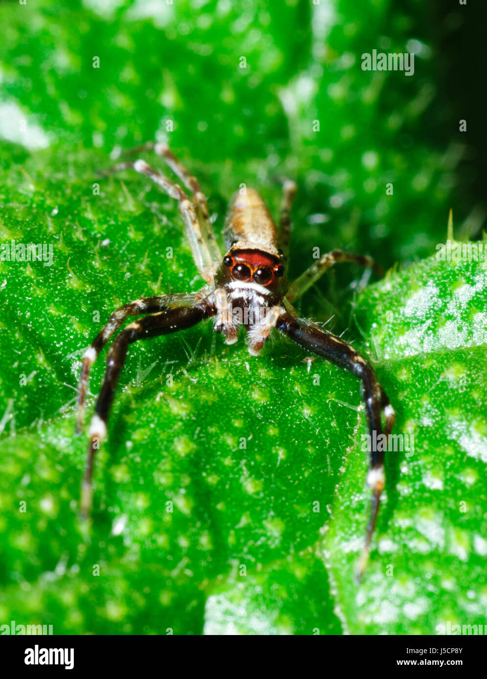 Threatening Jumping Spider (Helpis minitabunda), New South Wales, NSW ...