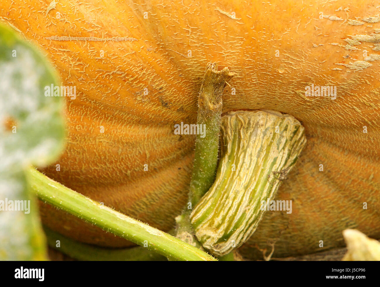 kitchen cuisine cucurbits pumpkin zinc berry oxidized potassium calcium ...