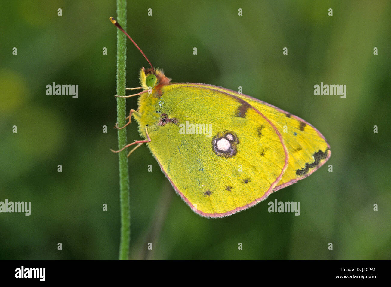 colias australis,colias sareptensis Stock Photo - Alamy