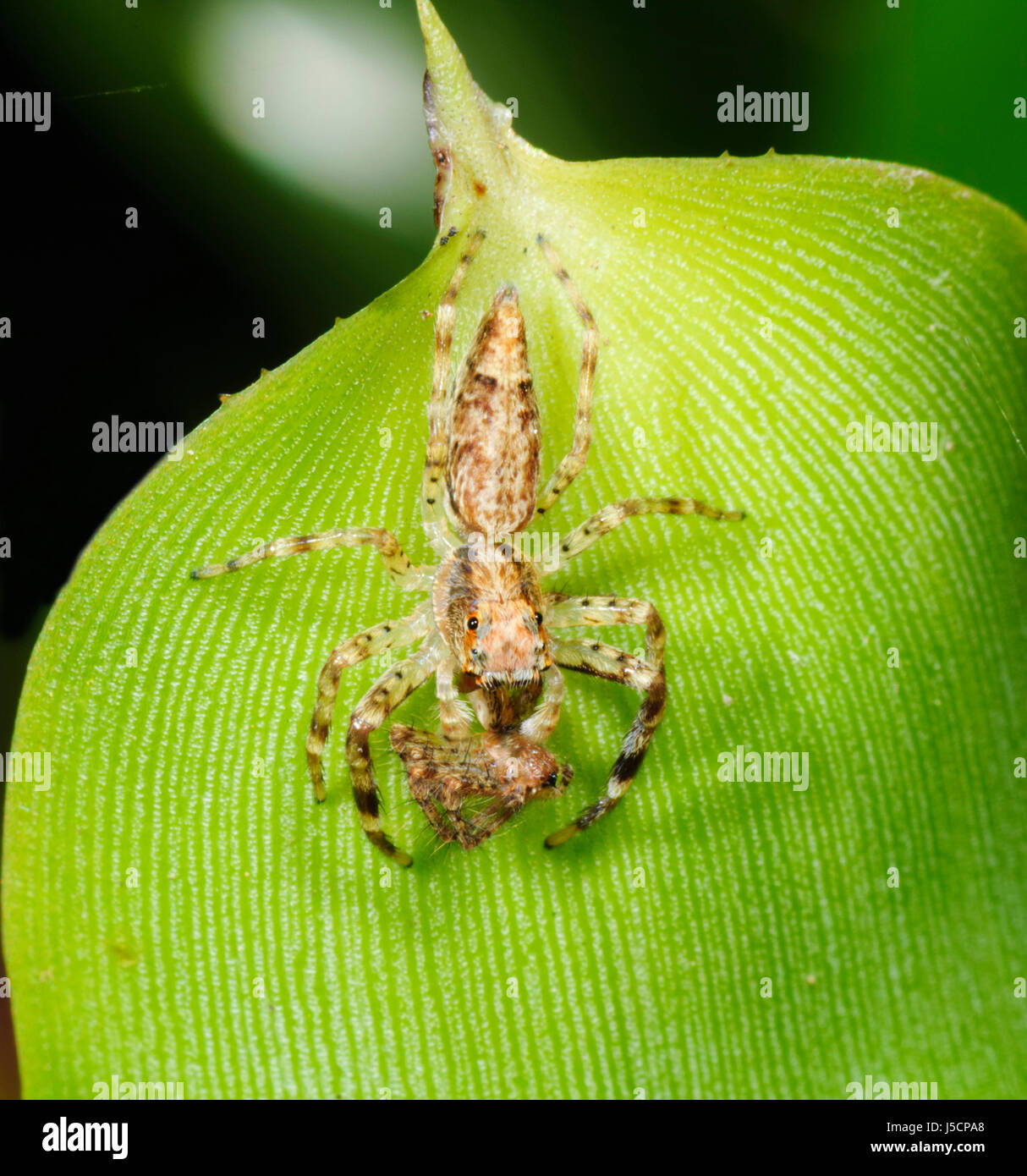 Threatening Jumping Spider (Helpis minitabunda) with prey, New South ...