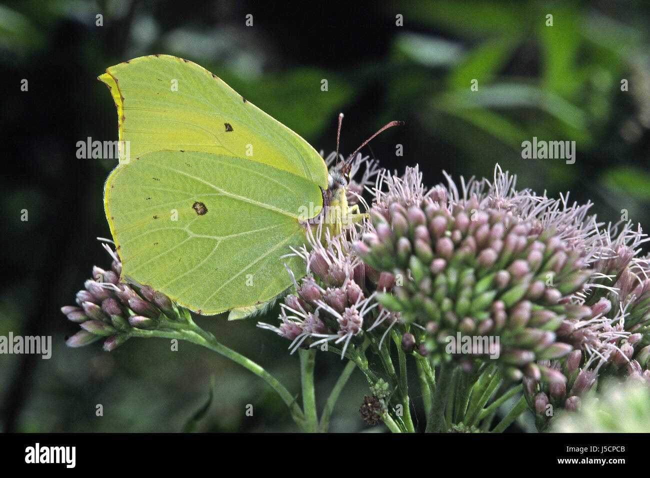 butterfly yellower butterflies albino brimstone butterfly yellow ...