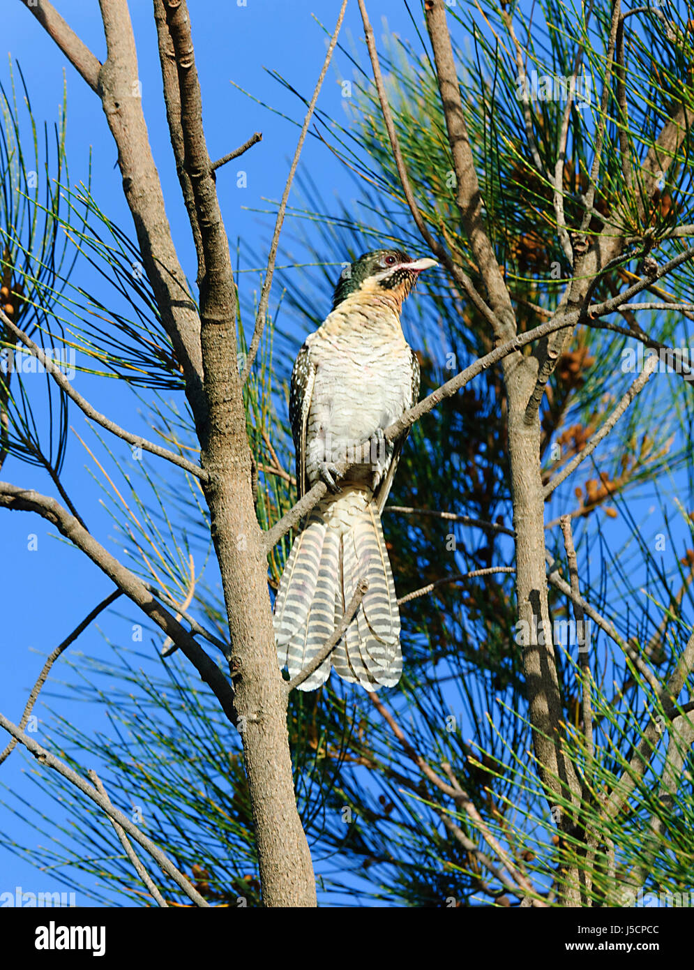 Female Common Koel (Eudynamys scolopacea), New South Wales, NSW ...