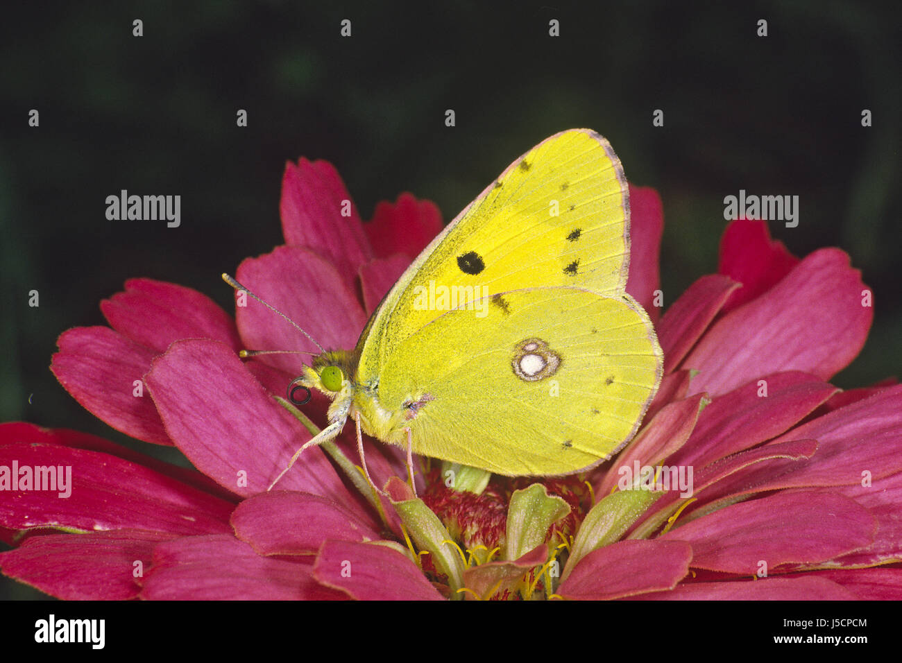 butterfly red yellow butterfly eight yellower butterflies albino yellow ...