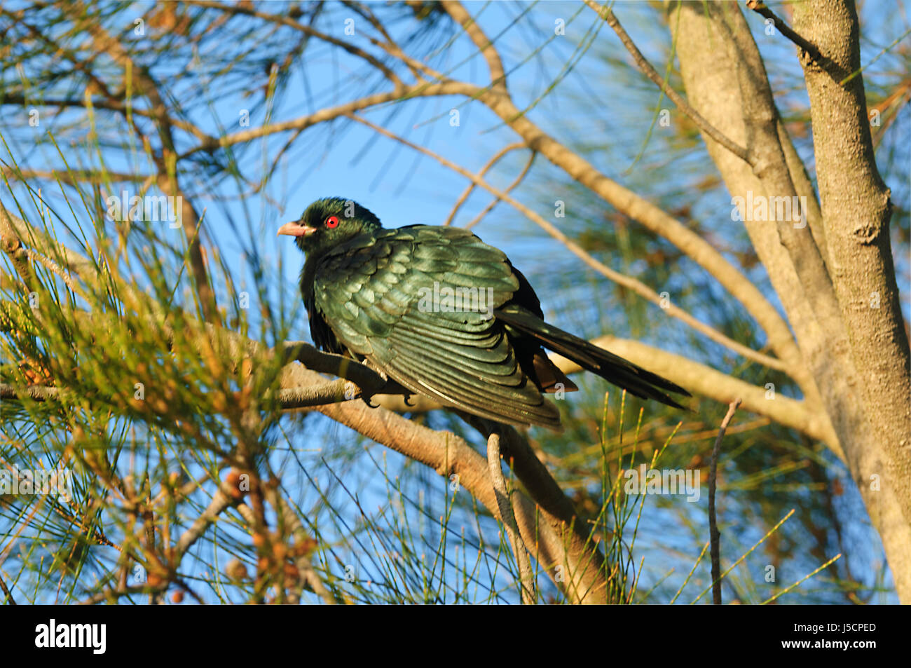 Male Common Koel (Eudynamys scolopacea), New South Wales, NSW ...