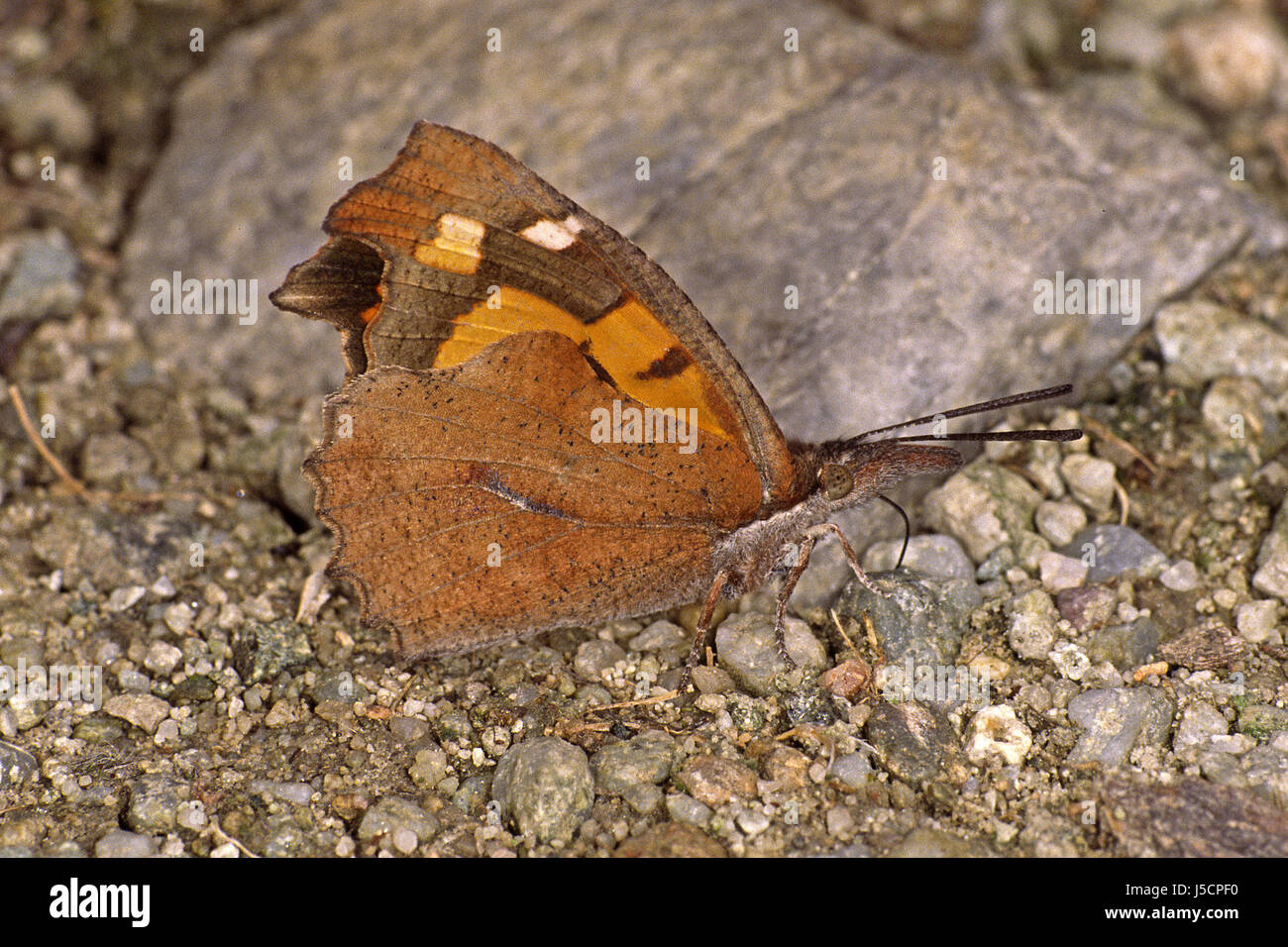 Libythea hi-res stock photography and images - Alamy