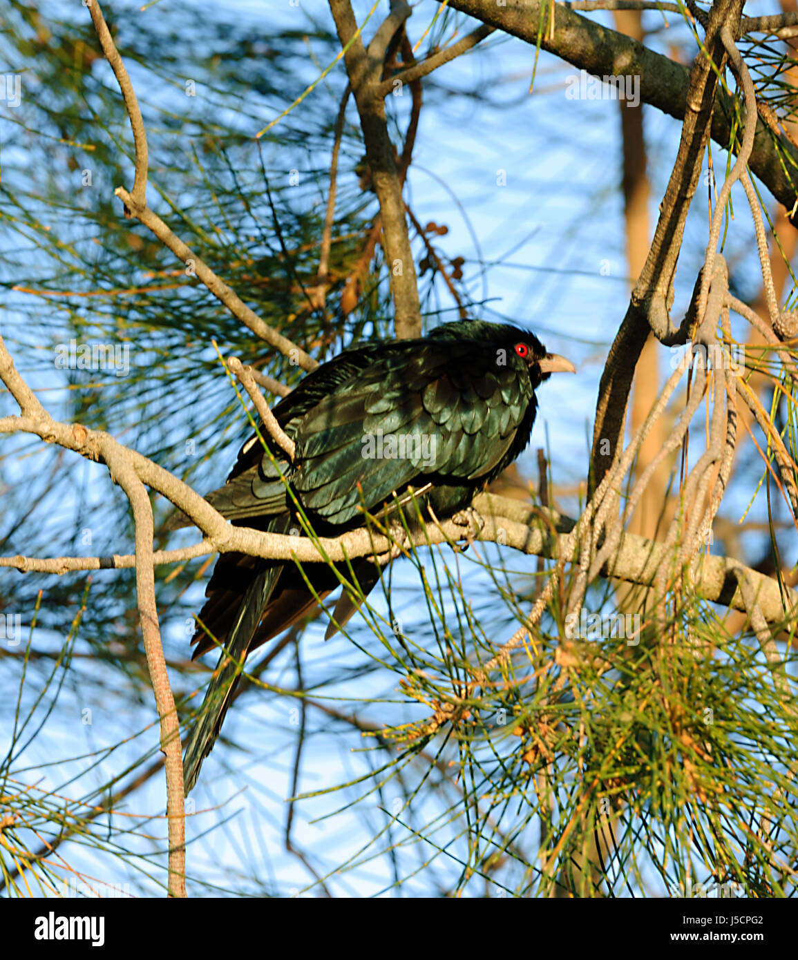 Koel bird hi-res stock photography and images - Alamy