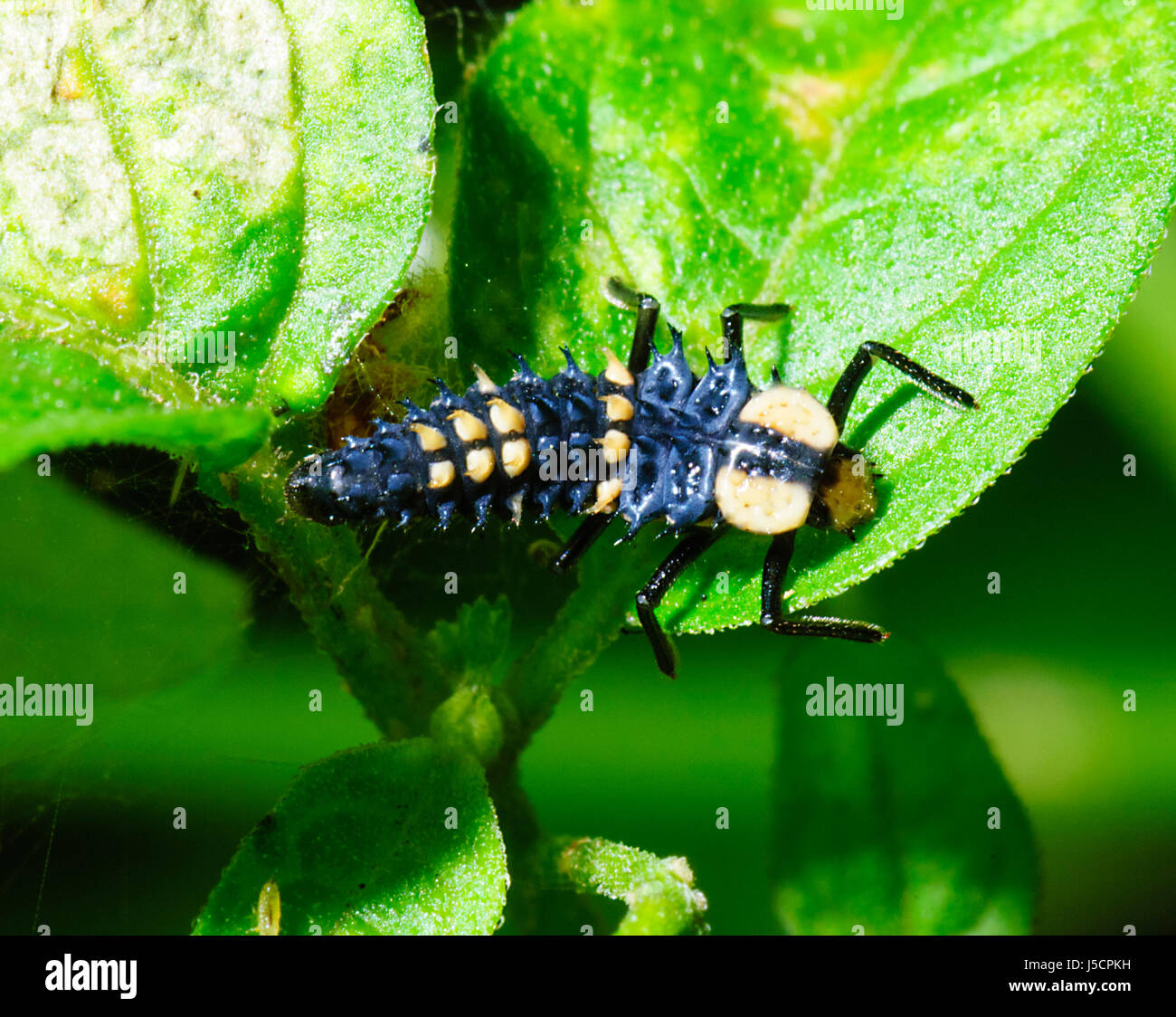 Ladybird or Ladybug Larva on leaves, New South Wales, NSW, Australia ...