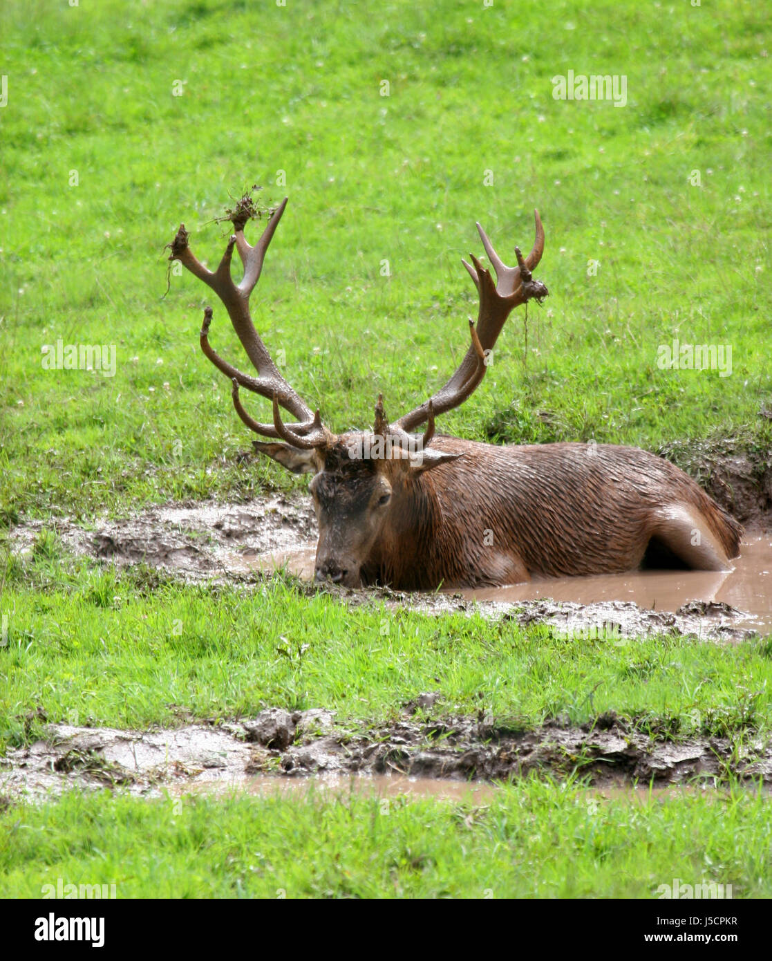 lie lying lies dirt cornets mud roll puddle elk mud bath public baths ...