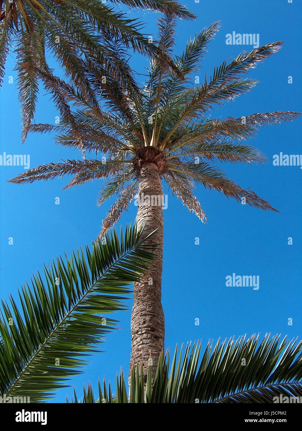 worms eye blue tree green wood trunk leaves mallorca spain palms ...
