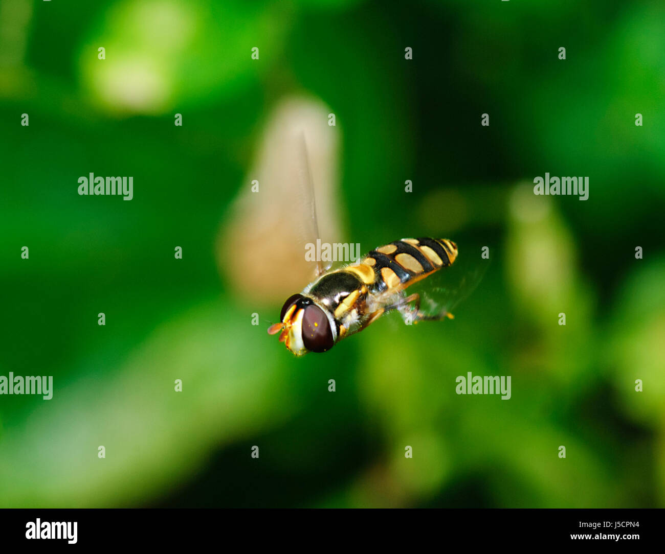 Yellow-shouldered Stout Hover Fly (Simosyrphus grandicornis) in flight ...