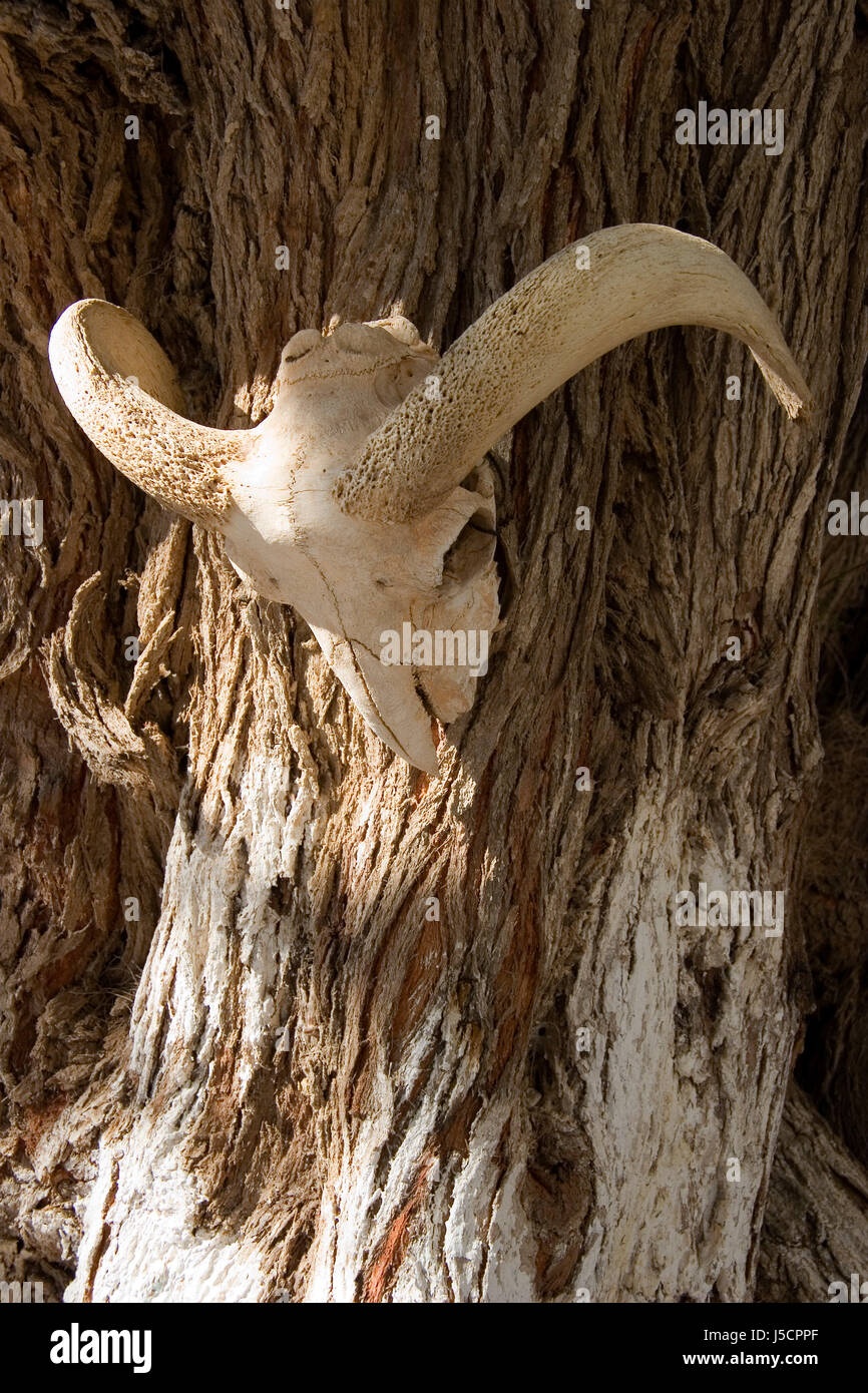 Schafhrner hi-res stock photography and images - Alamy