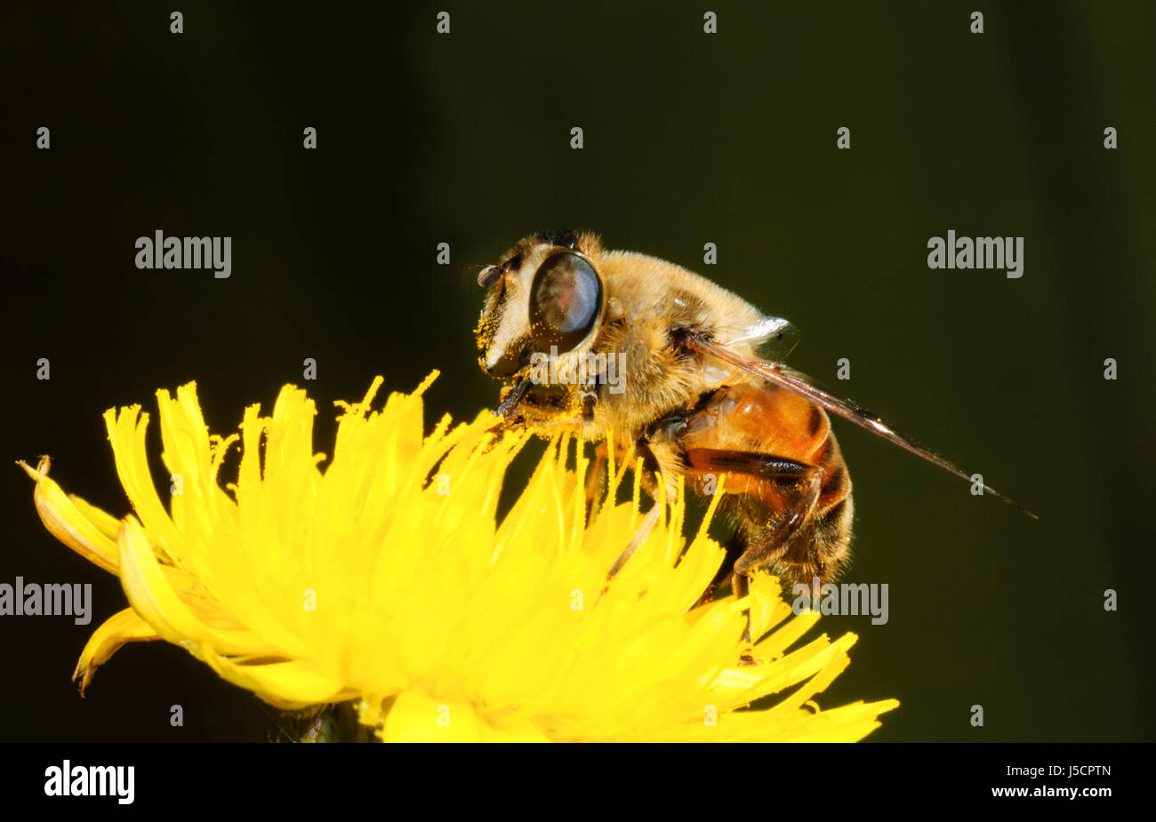 Drone Fly (Eristalis tenax), a bee mimic, is seen pollinating nectar of ...