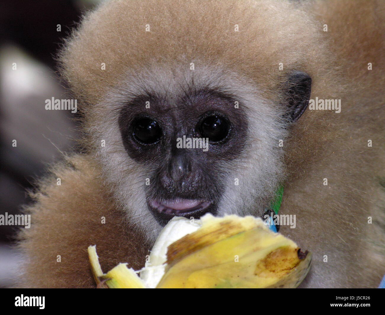 little monkey big banana Stock Photo - Alamy