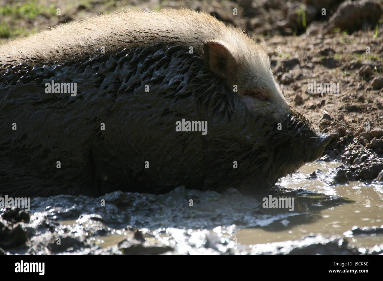 dirt mud dirty farm animal bristles mud bath bristly clay dig domestic ...