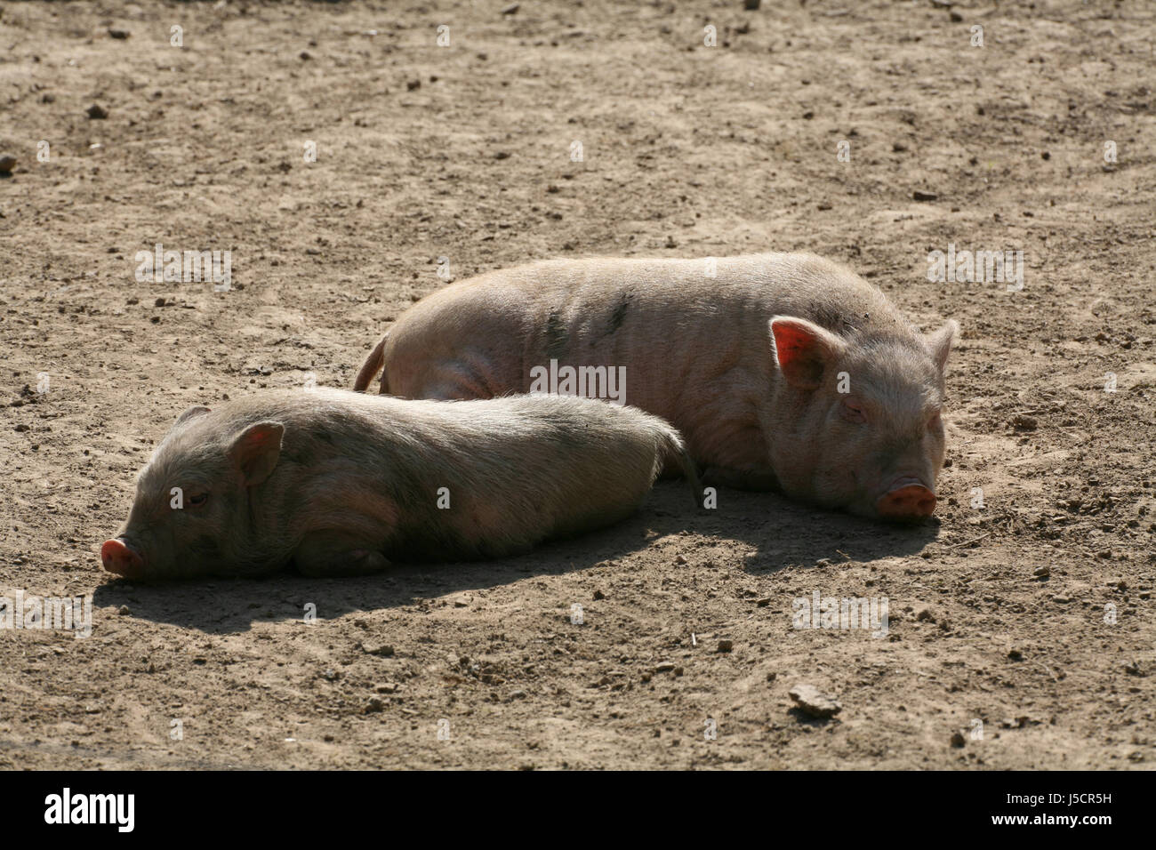 dirt mud dirty farm animal bristles mud bath bristly clay dig domestic ...