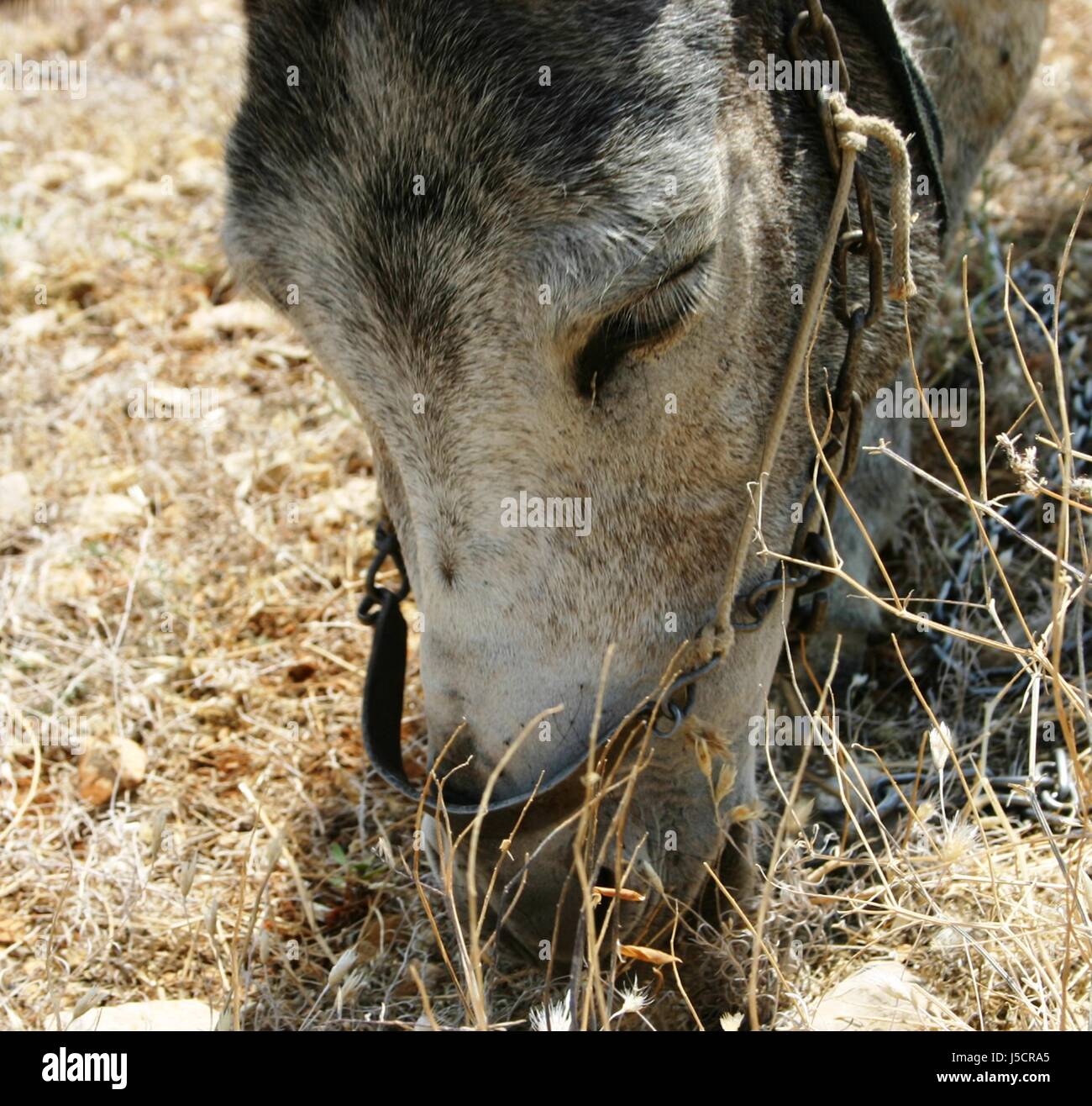 zoo,donkey,fence,wildlife park,hoofed animal,nature,strrisch Stock ...