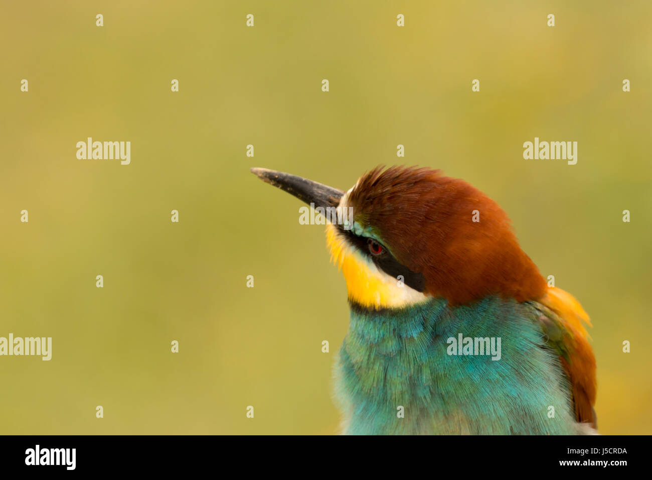 Portrait of a colourful bird looking at side Stock Photo - Alamy