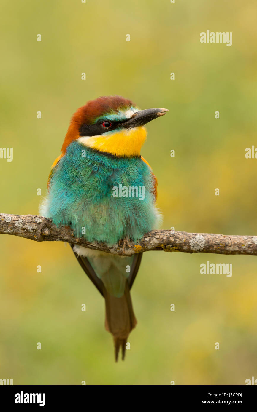 Portrait of a colourful bird looking at side Stock Photo - Alamy