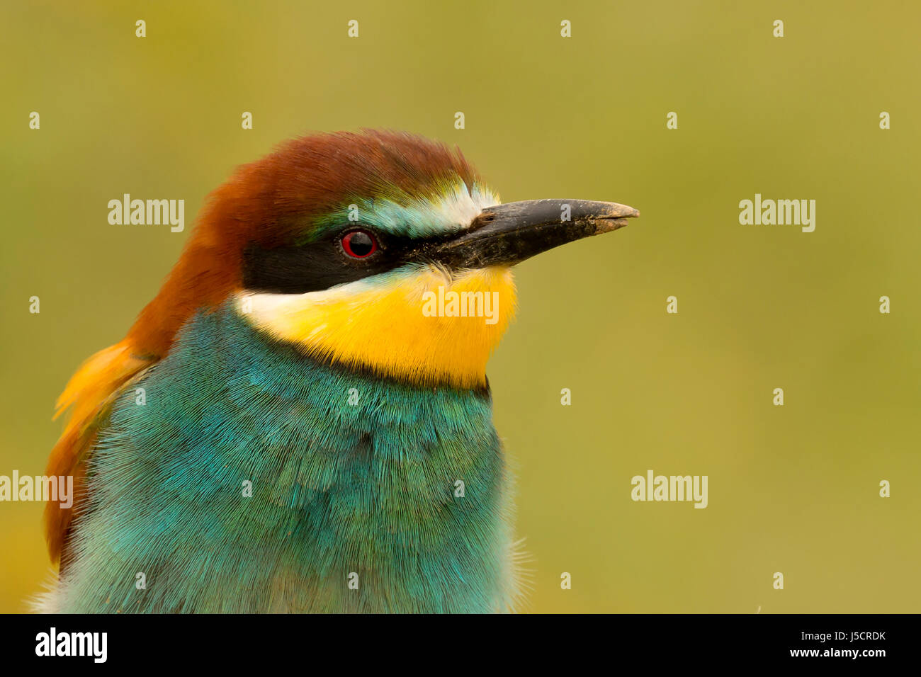 Portrait of a colourful bird looking at side Stock Photo - Alamy