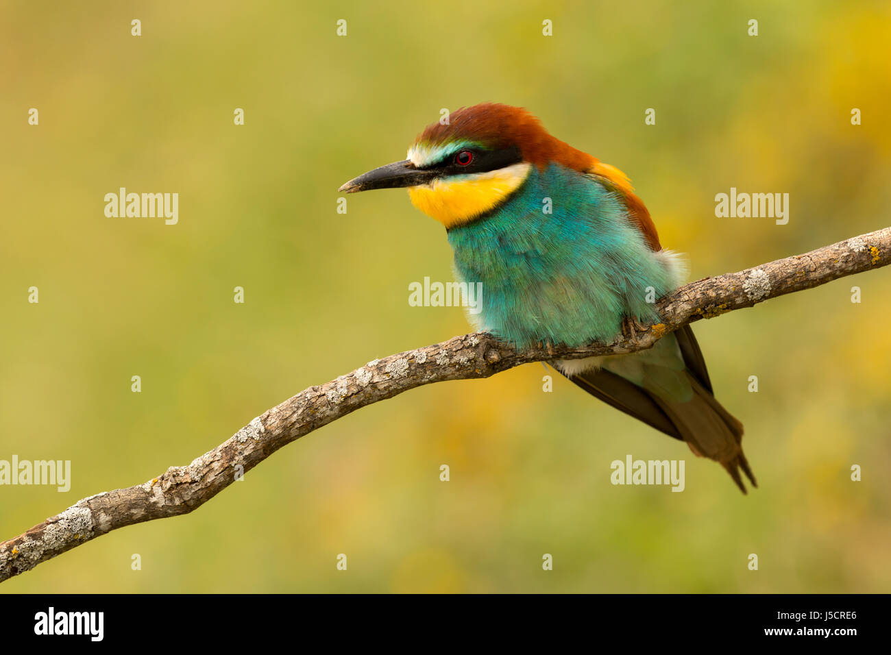 Portrait of a colourful bird looking at side Stock Photo - Alamy