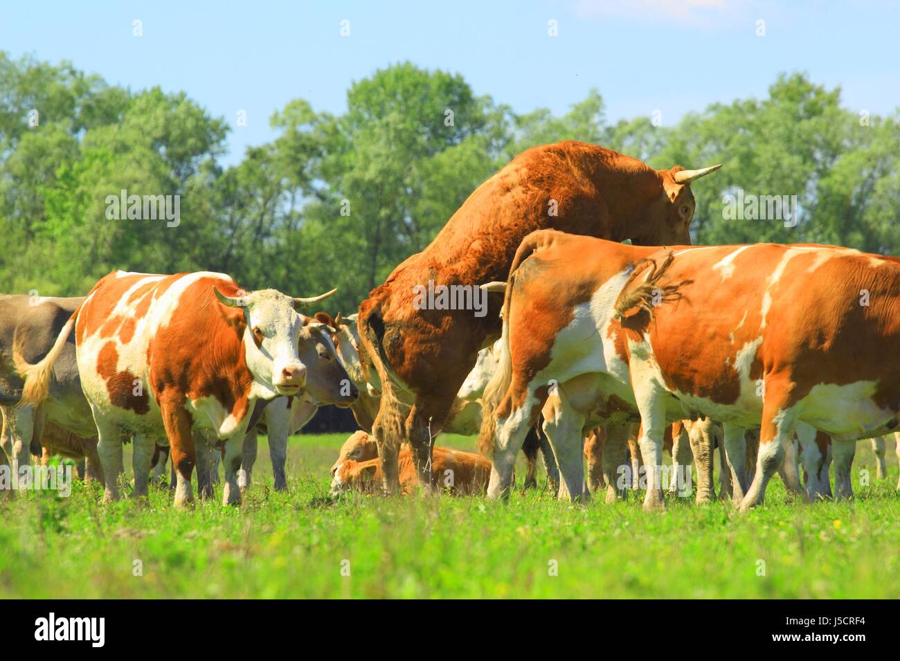 Cattle reproduction hi-res stock photography and images - Alamy