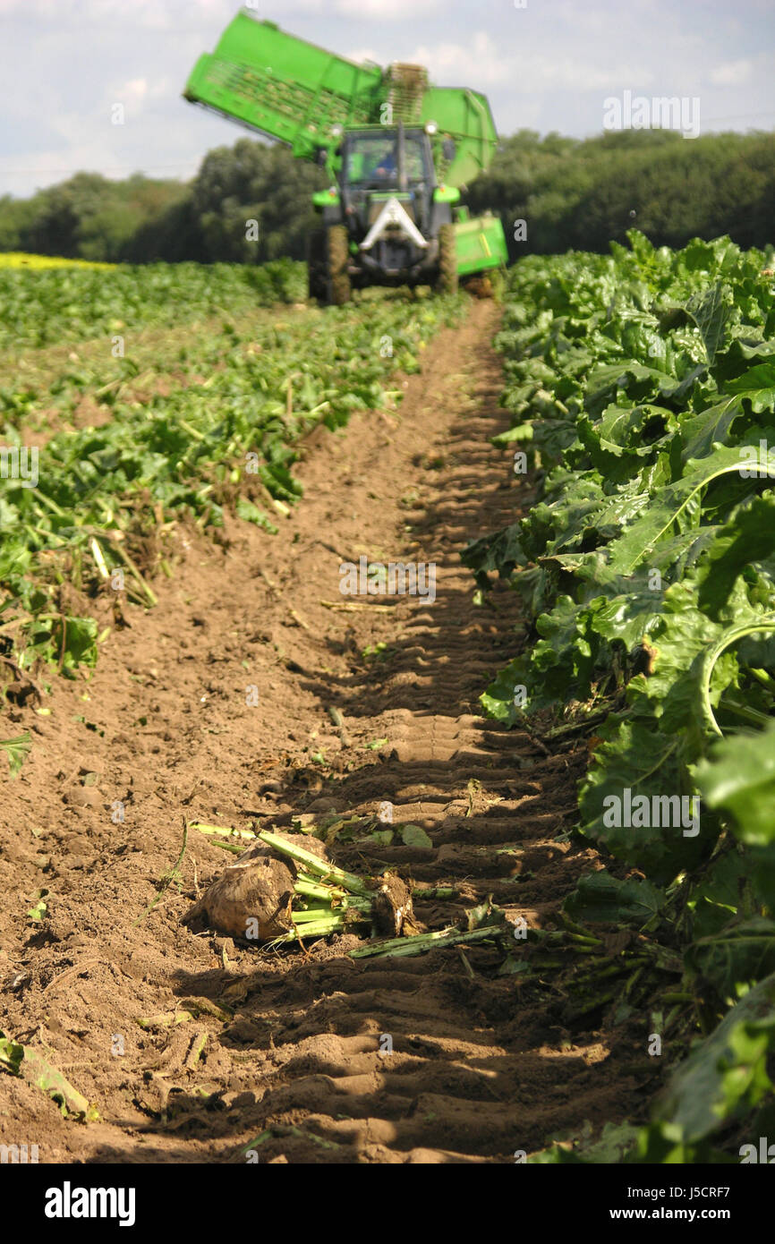 agriculture farming field transport sugar acre turnip tractor farmer ...