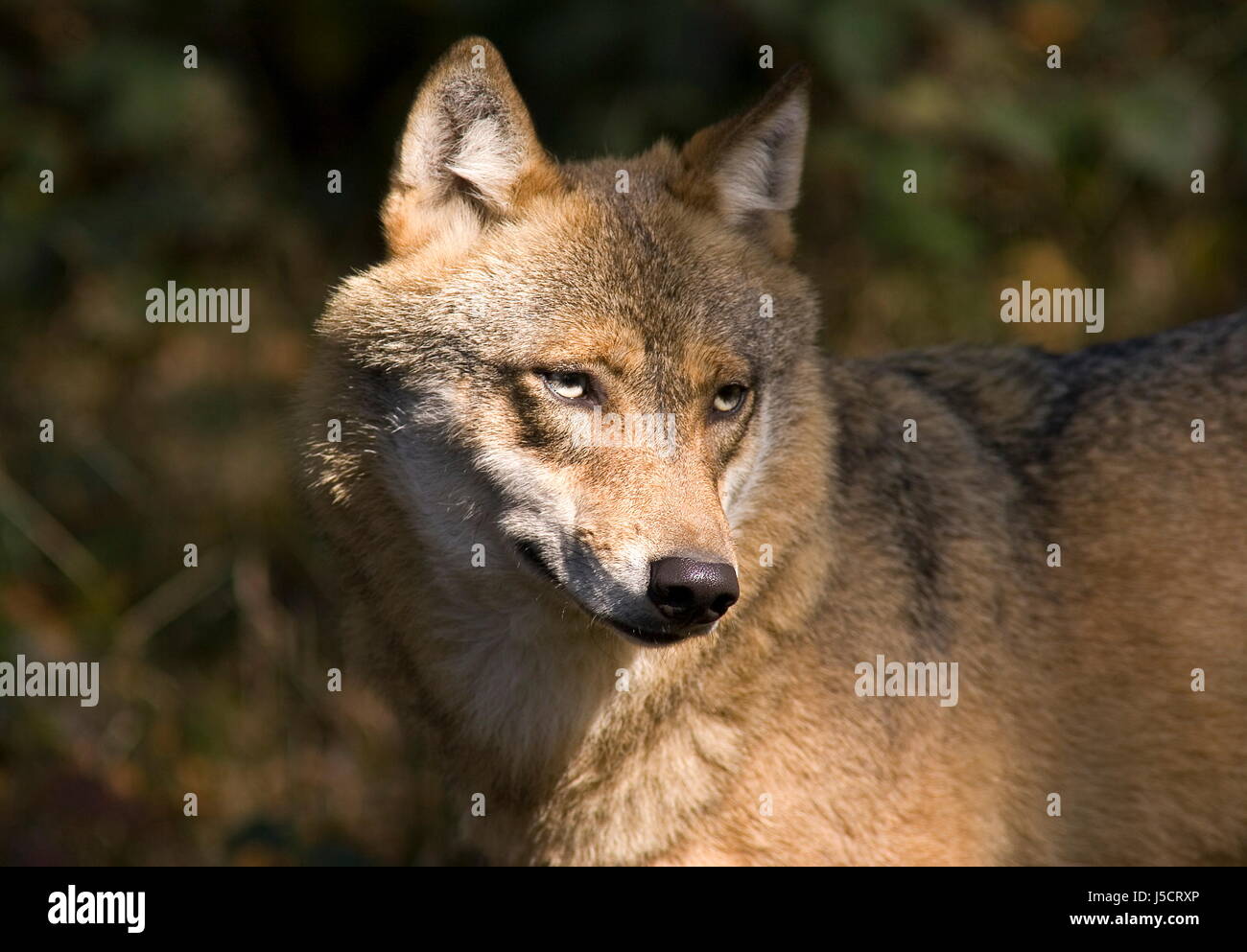 Llupus hi-res stock photography and images - Alamy