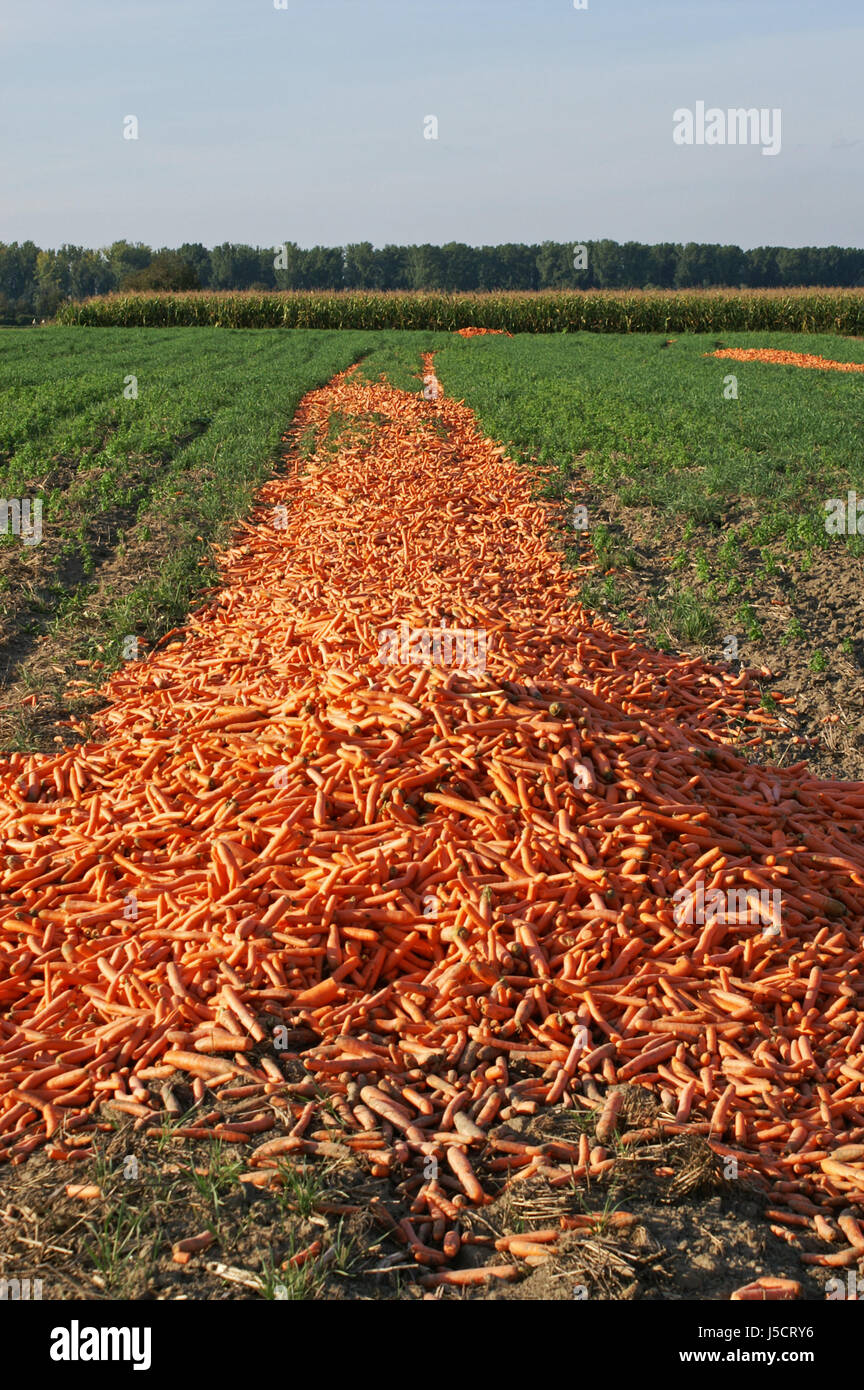 food aliment health vitamine agriculture farming rabbit hare kitchen ...