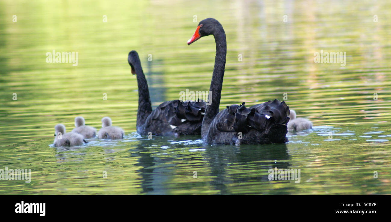 Young black swans hi-res stock photography and images - Alamy
