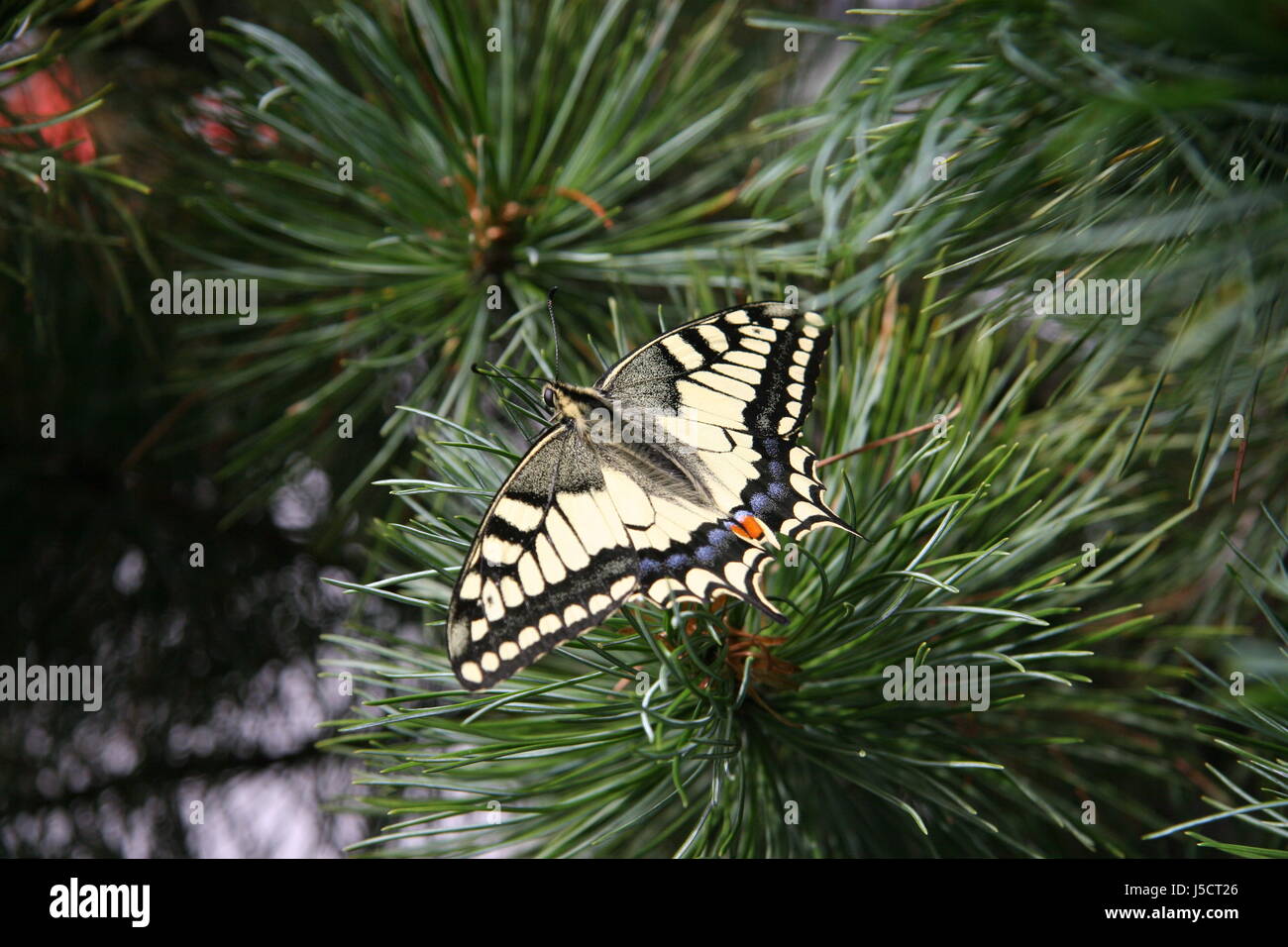 insect butterfly summer summerly moth swallowtail yellow fluginsekt ...