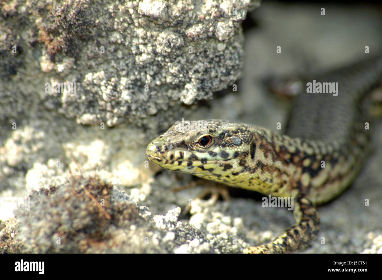 Types of lizards hi-res stock photography and images - Alamy