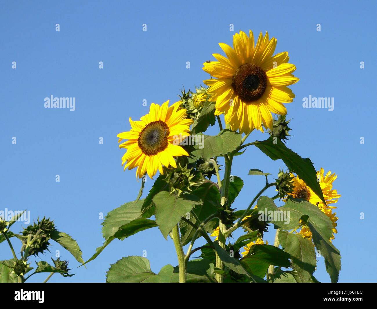 Two cores hi-res stock photography and images - Alamy