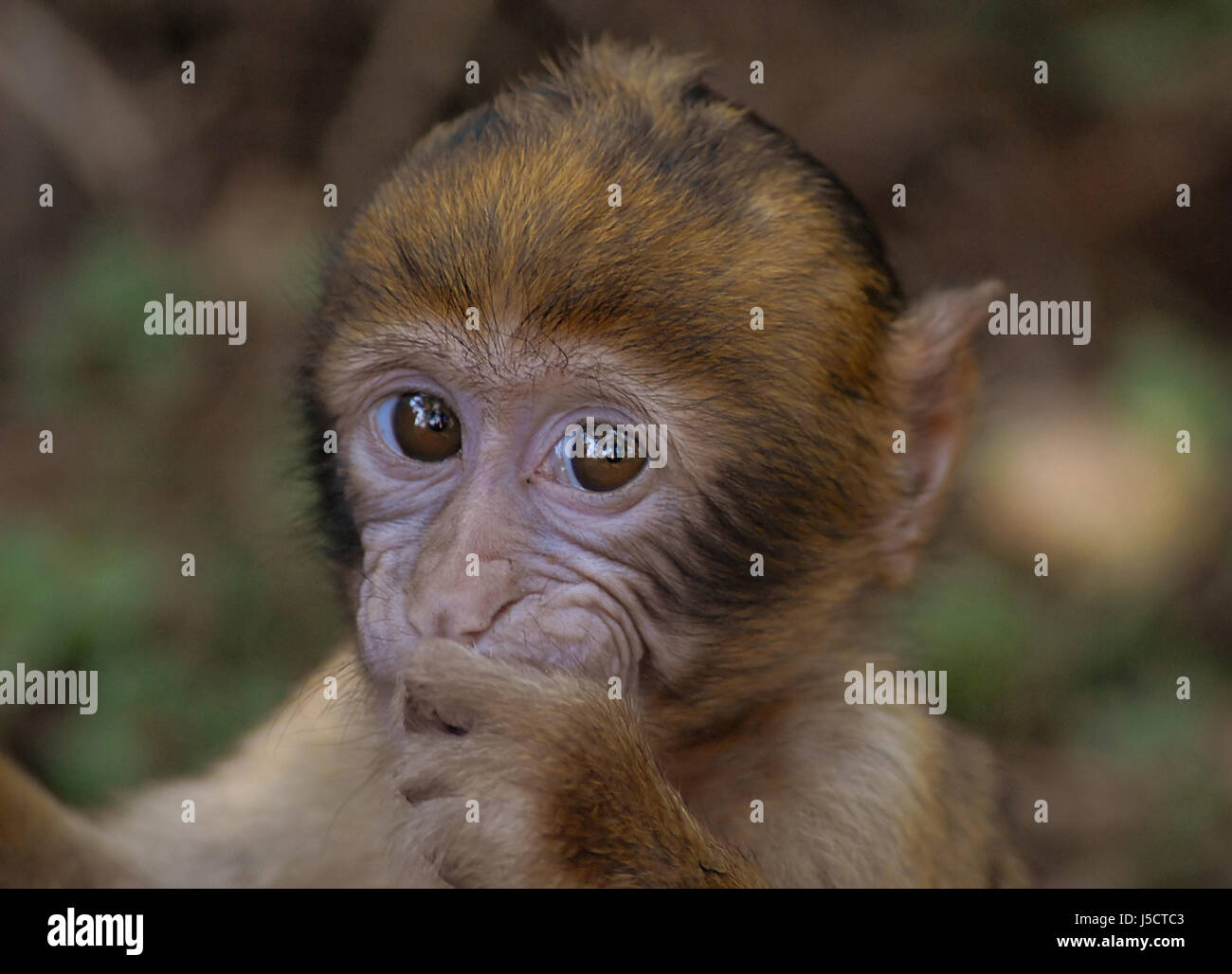 food aliment animal mammal portrait monkey human human being eyes ...
