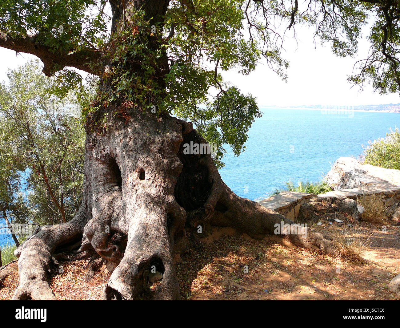 tree summer summerly south turkey vacation destination olive-tree salt ...
