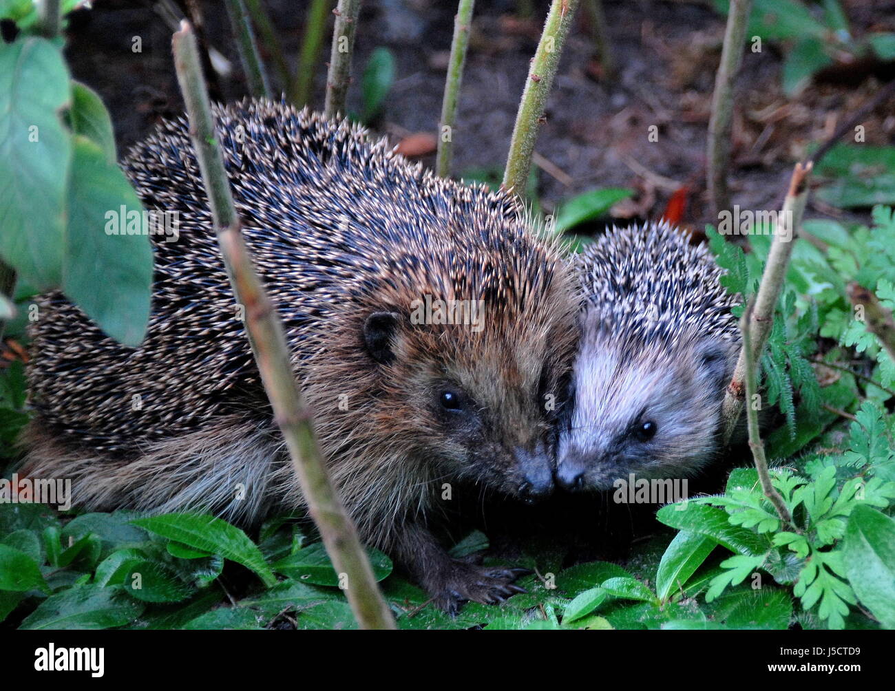 hedgehogs - mother and child Stock Photo - Alamy