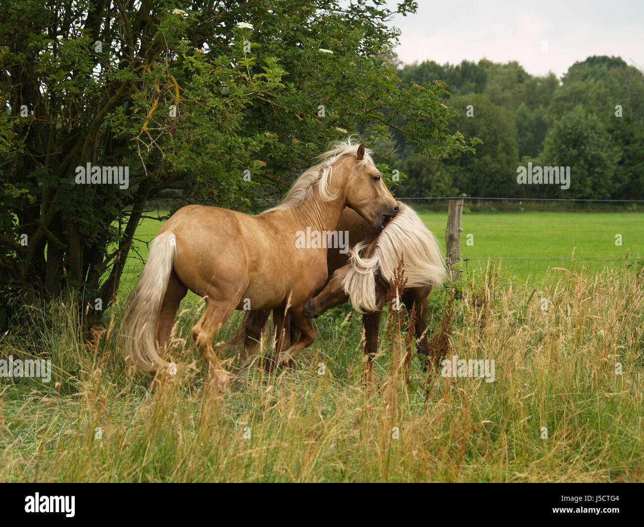 game tournament play playing plays played ride horse skin horses ...