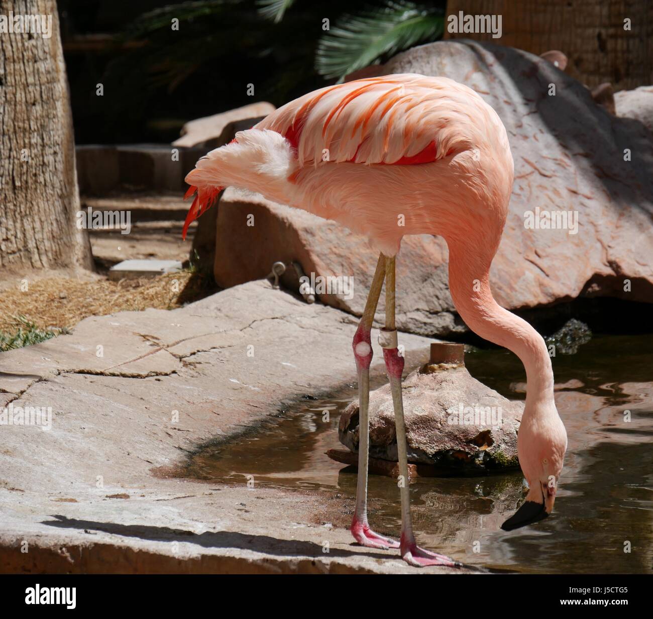 Migratory bird drinks water hi-res stock photography and images - Alamy