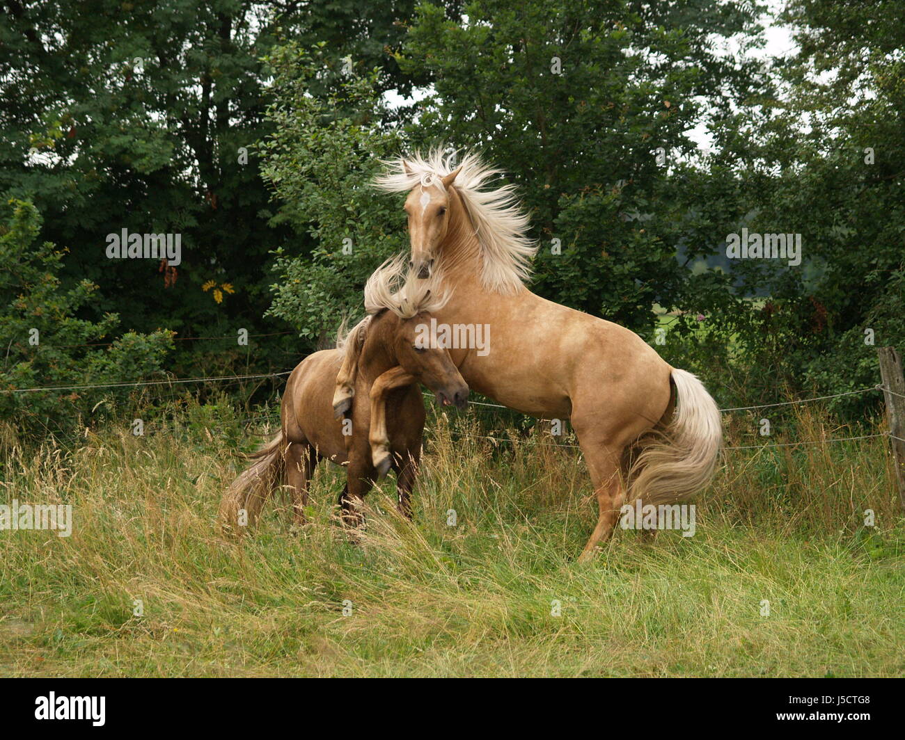 game tournament play playing plays played ride horse skin horses ...