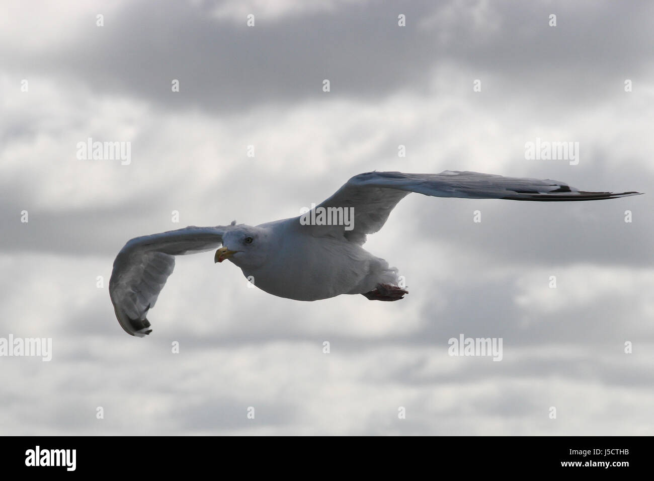 bird water north sea salt water sea ocean birds wing freedom liberty ...