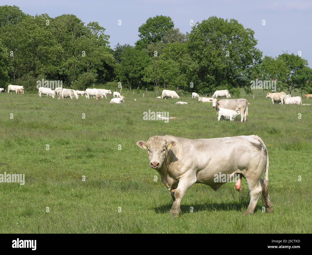 Bull testicle hi-res stock photography and images - Alamy