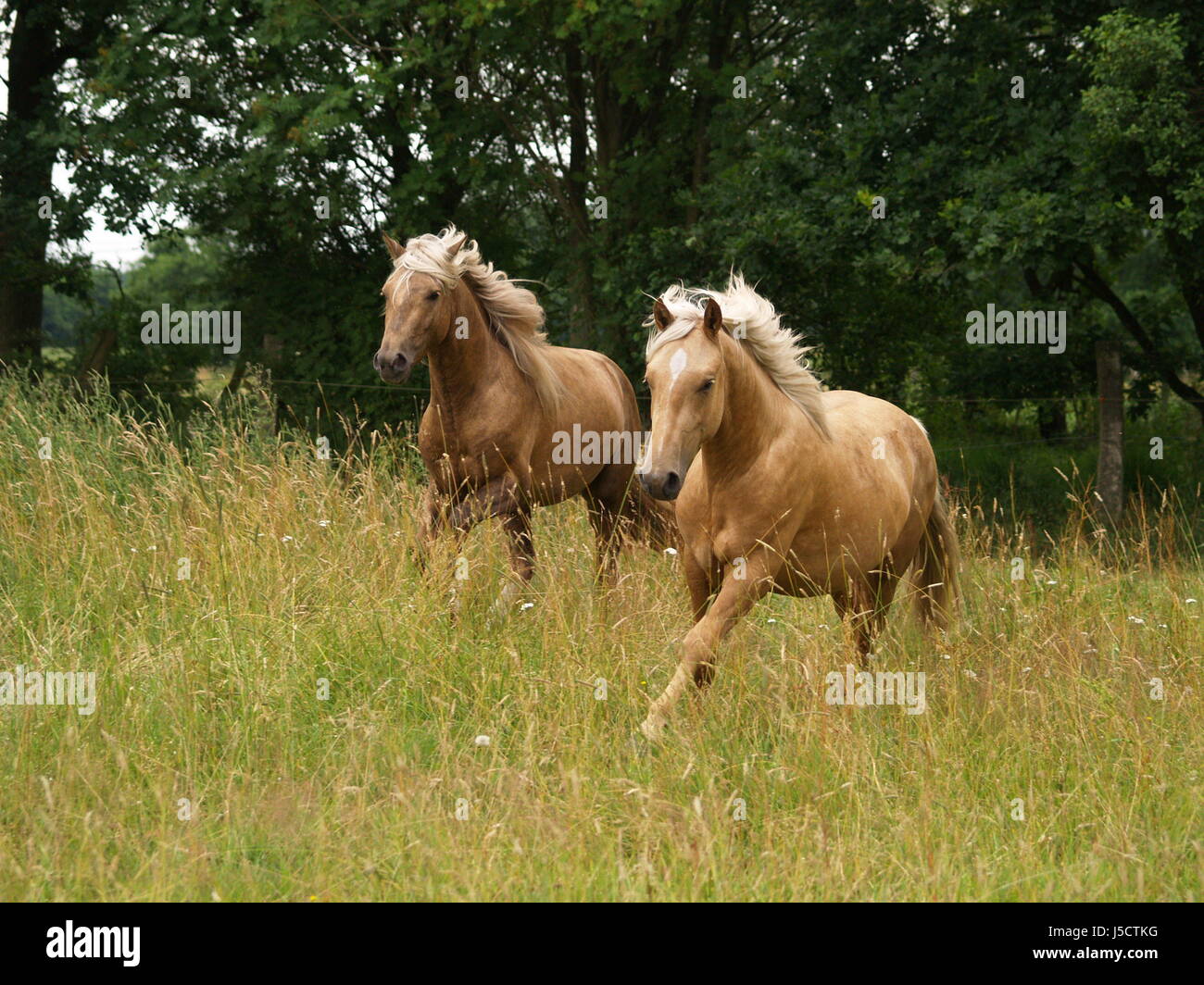 game tournament play playing plays played ride horse skin horses ...