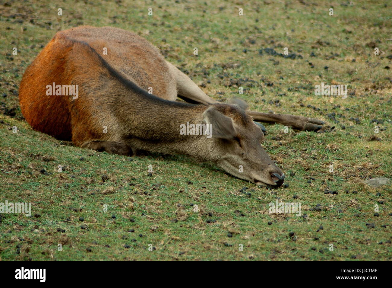 summer summerly lie lying lies skin deer facilitate ease resting relax ...