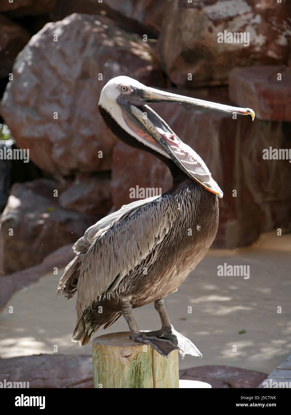 Brown pelican with mouth open Stock Photo - Alamy