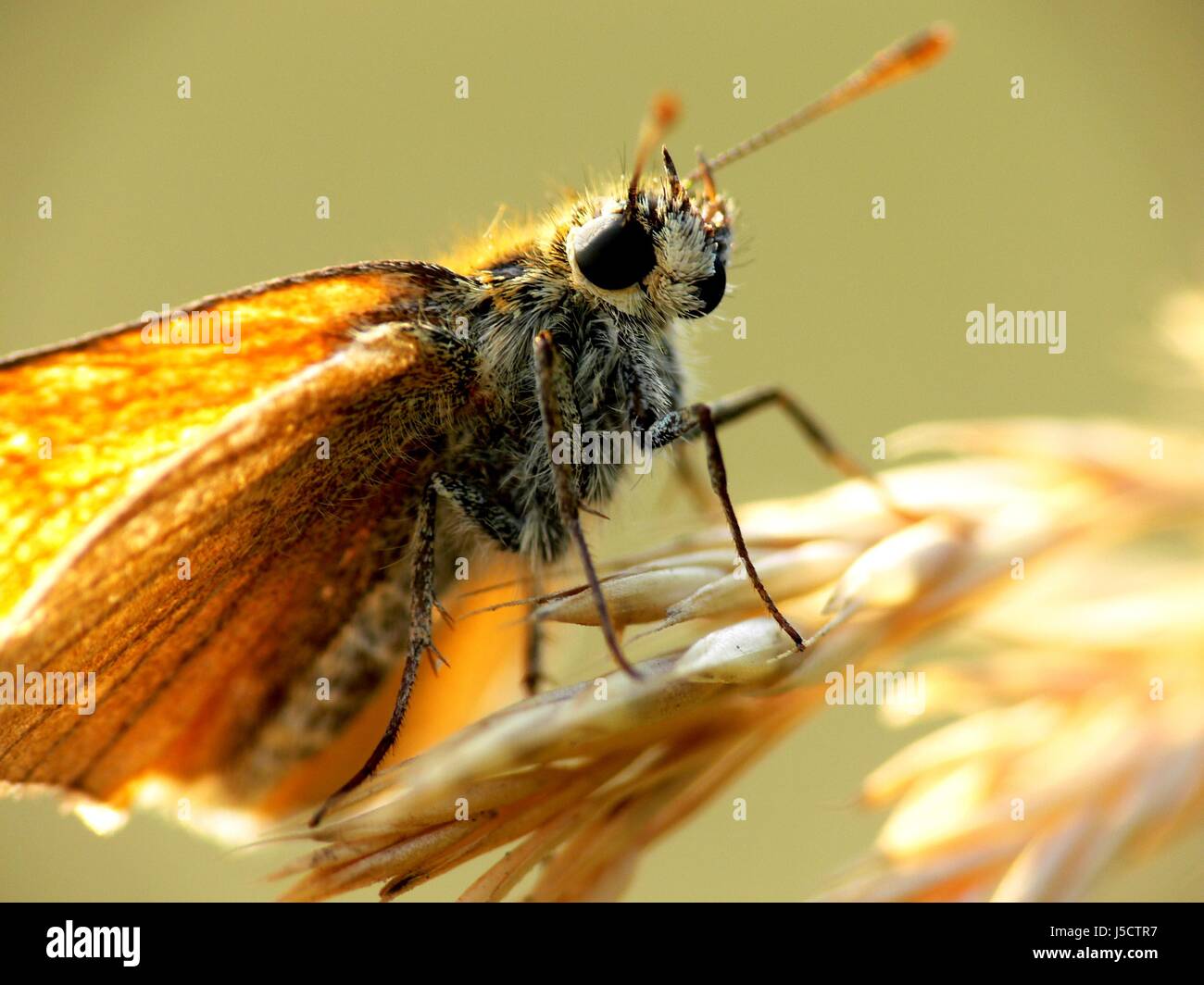 flight flower plant butterfly blossoms nectar moth bleed fly flies flys ...