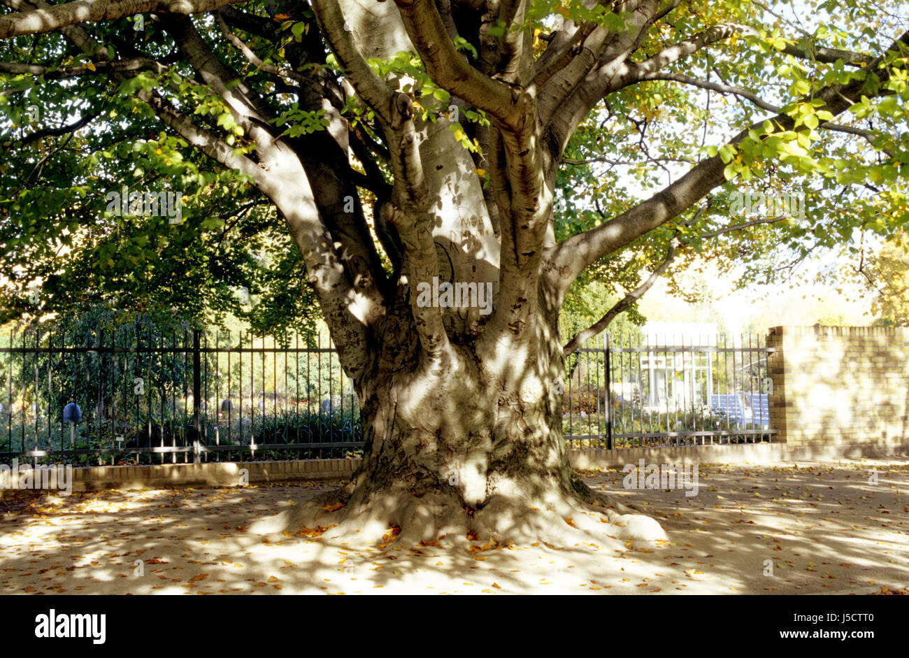 tree trees park leaves potsdam deciduous trees europe branches ...
