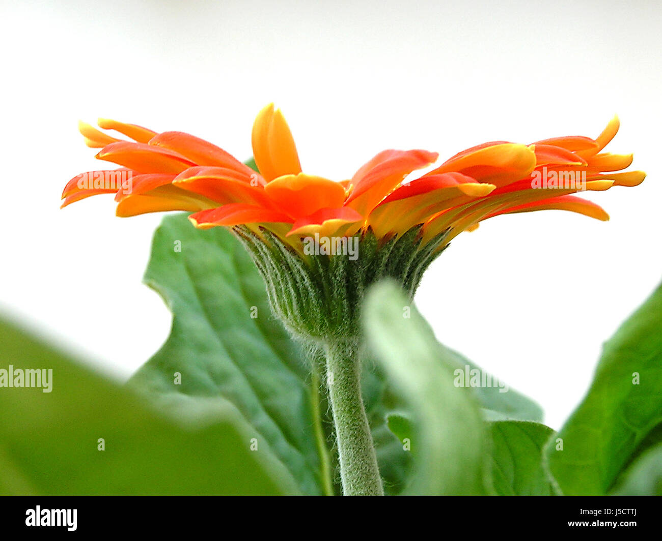orange shine shines bright lucent light serene luminous garden flower ...