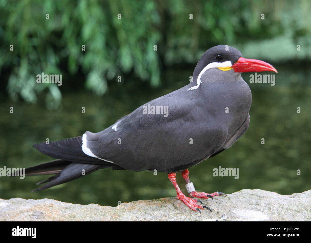 bird birds feathers beak feathering south america swallow beaks sea swallow red Stock Photo - Alamy